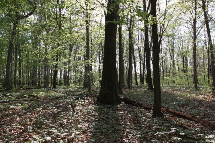 Carson Road Woods in Early Spring | D&R Greenway