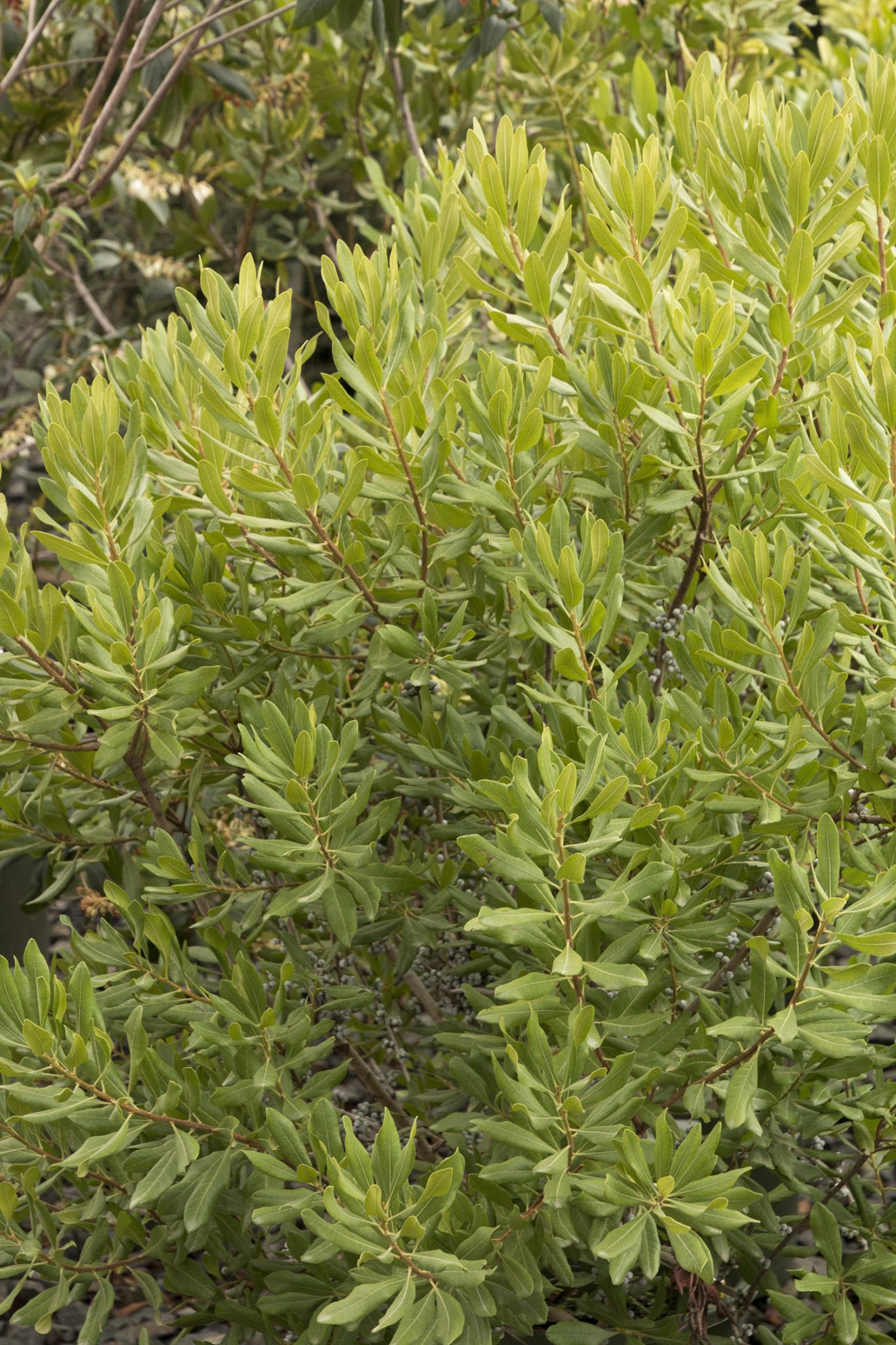 Bayberry | D&R Greenway