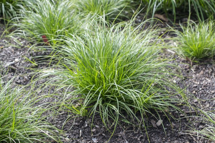Pennsylvania Sedge | D&R Greenway