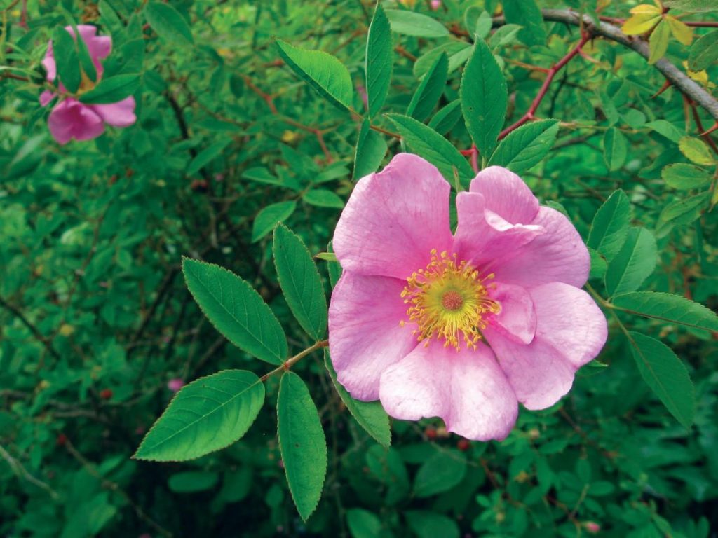 Swamp Rose | D&R Greenway